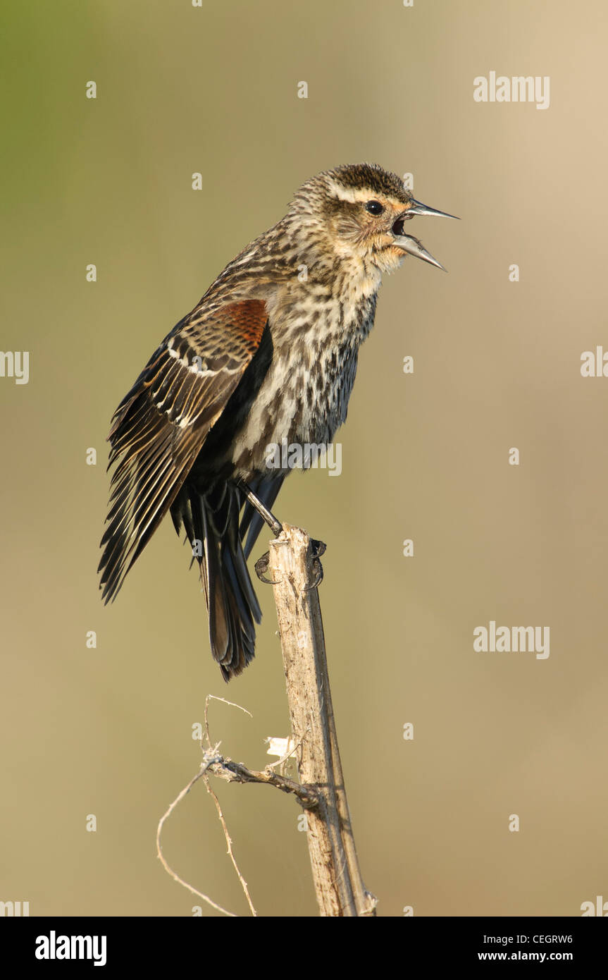 Singing red winged blackbirds hi-res stock photography and images - Alamy