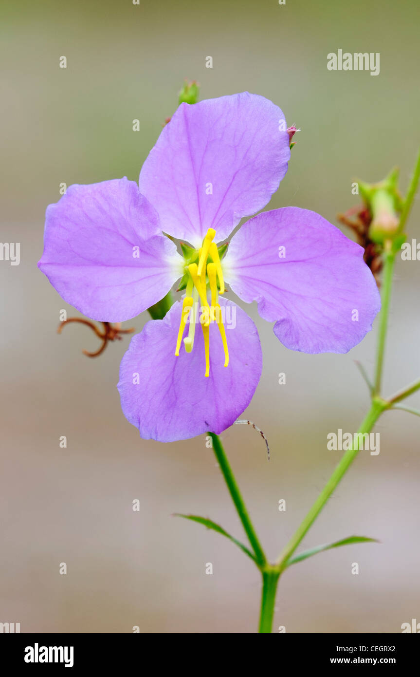 Meadow Beauty (Rhexia virginica), Morningside Nature Center ...