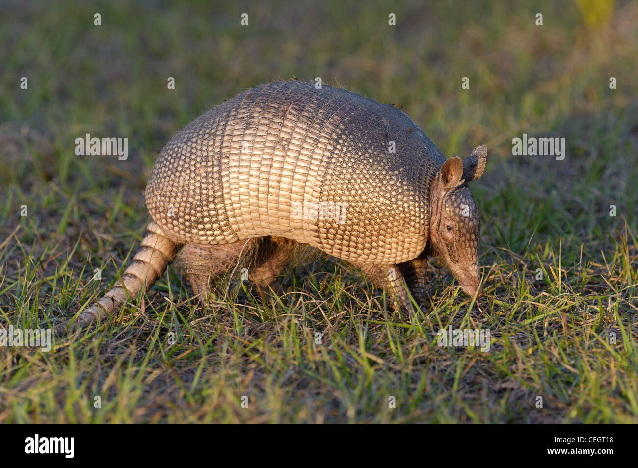 Golden armadillo hi-res stock photography and images - Alamy