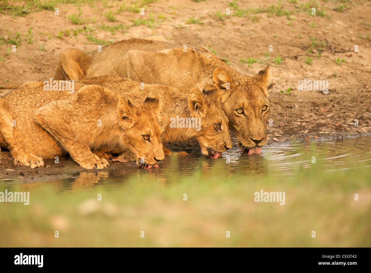 Three lions drinking hi-res stock photography and images - Alamy