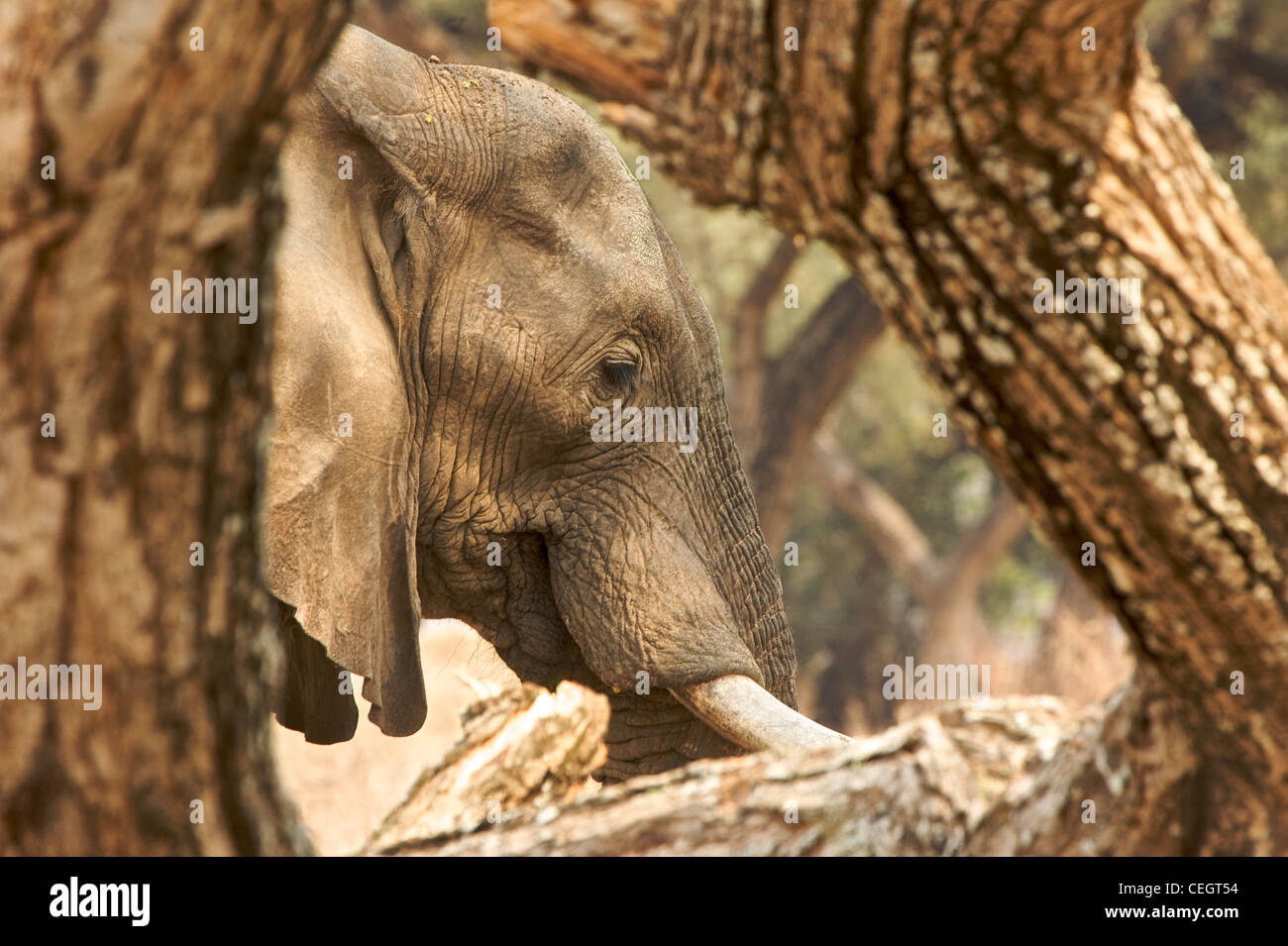 Side view of African elephant Stock Photo - Alamy