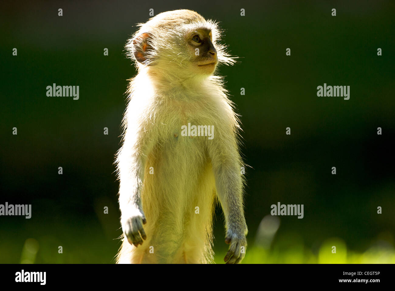 Vervet monkey standing and looking away Stock Photo - Alamy
