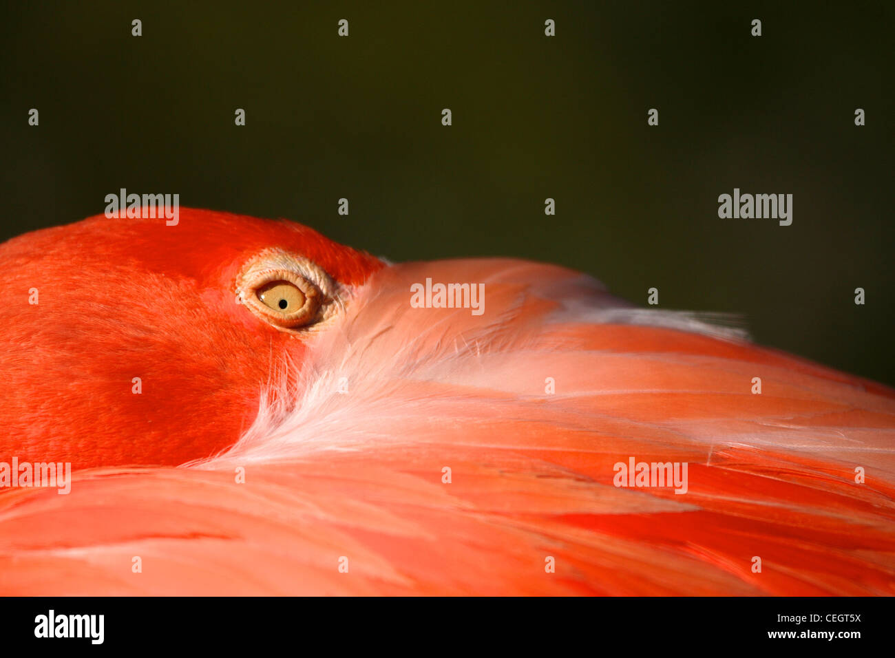 West indian Flamingo, close up Stock Photo - Alamy