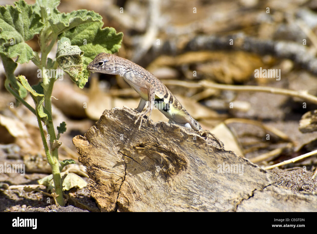 Earless lizard hi-res stock photography and images - Alamy