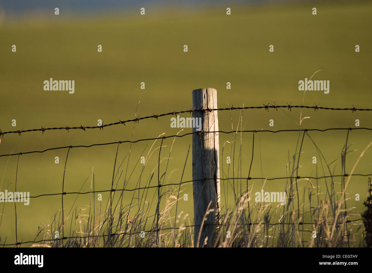 A fence post with barbed wire is photographed against a green field in ...