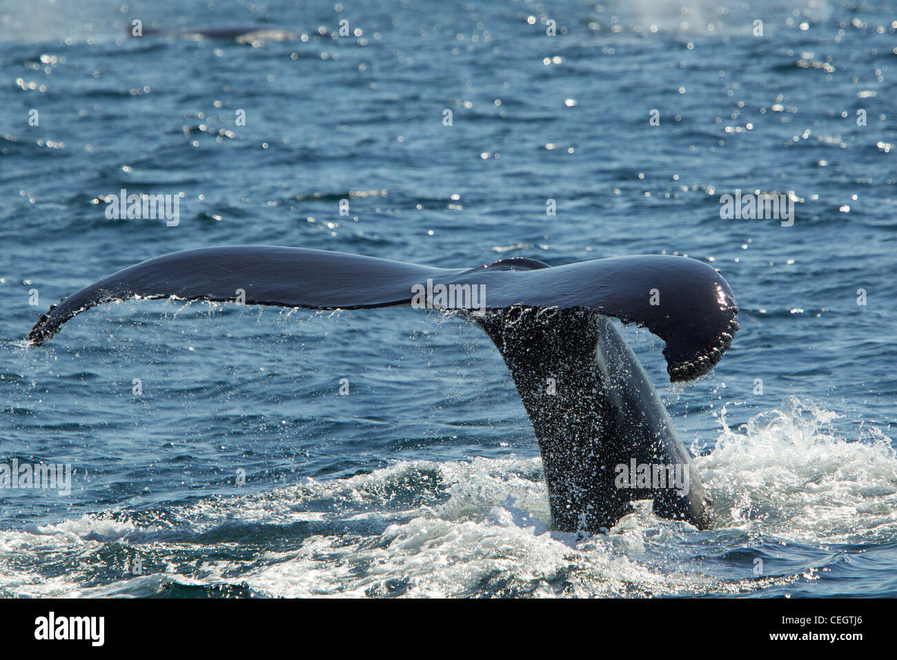Tail of humpback whale, Cape Cod, Massachusetts, USA Stock Photo - Alamy