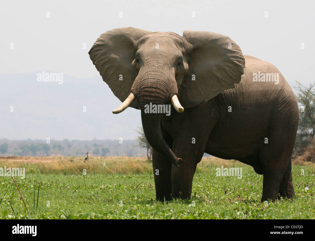 ©phant hi-res stock photography and images - Alamy