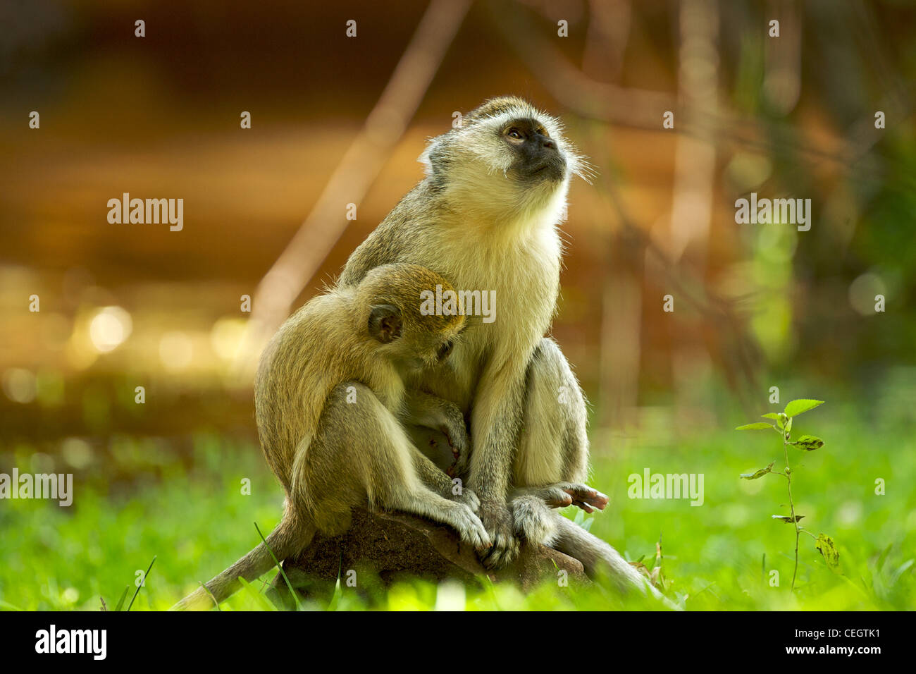 Monkeys looking away animal wildlife hi-res stock photography and ...