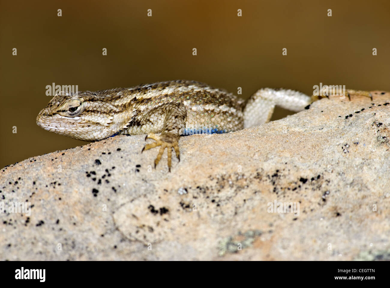 Southwestern Fence Lizard, (Sceloporus cowlesi), Ojito Wilderness ...