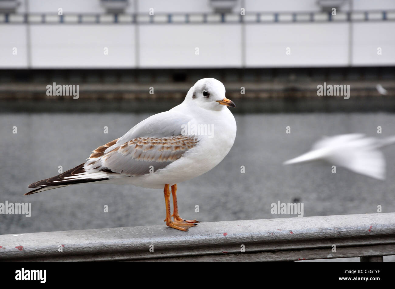 Fat seagulls hi-res stock photography and images - Alamy