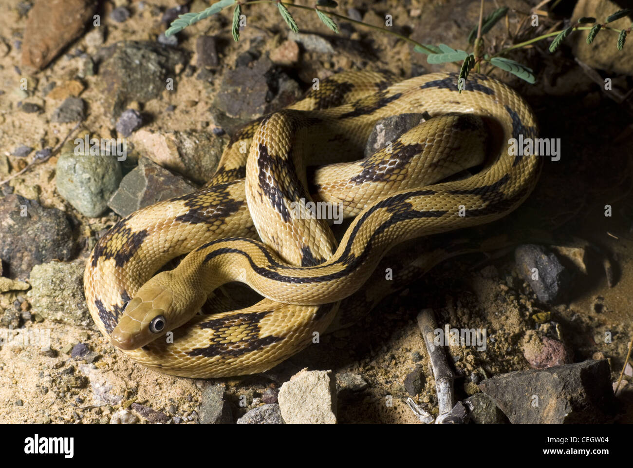 Northern Trans-pecos Ratsnake, (Bogertophis subocularis), Sierra county ...