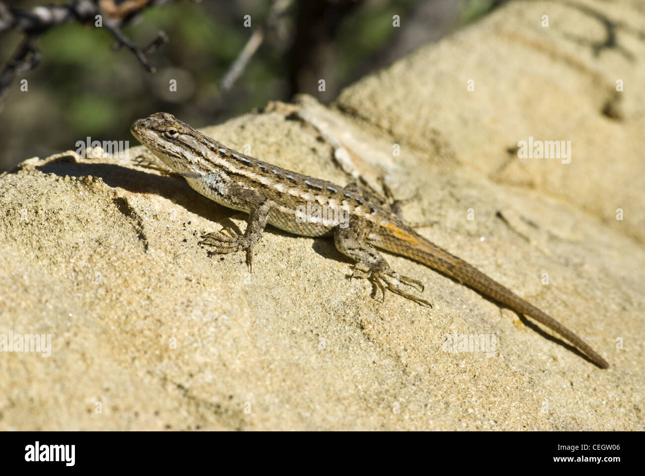 Southwestern Fence Lizard, (Sceloporus cowlesi), Ojito Wilderness ...