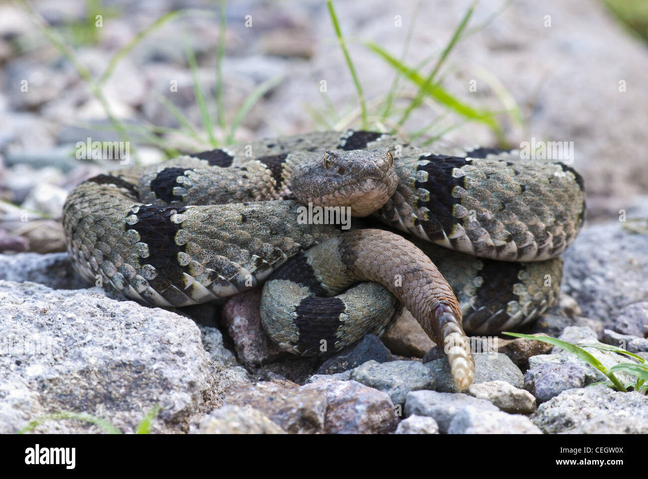 Male Banded Rock Rattlesnake, (Crotalus lepidis klauberi), Gila ...