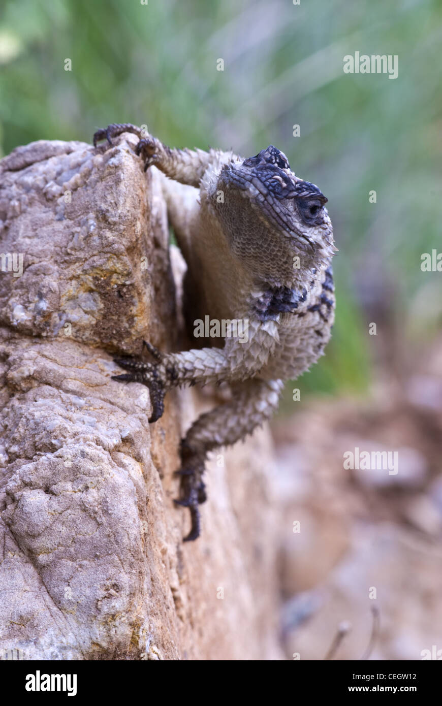 New Mexico Crevice Spiny Lizard, (Sceloporus poinsettii poinsettii ...