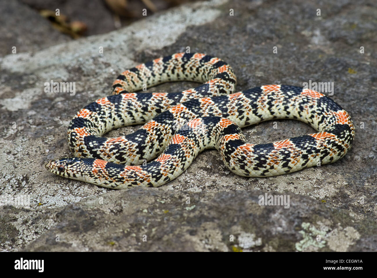 Western Long-nosed Snake, (Rhinocheilus lecontei), Sierra county, New ...