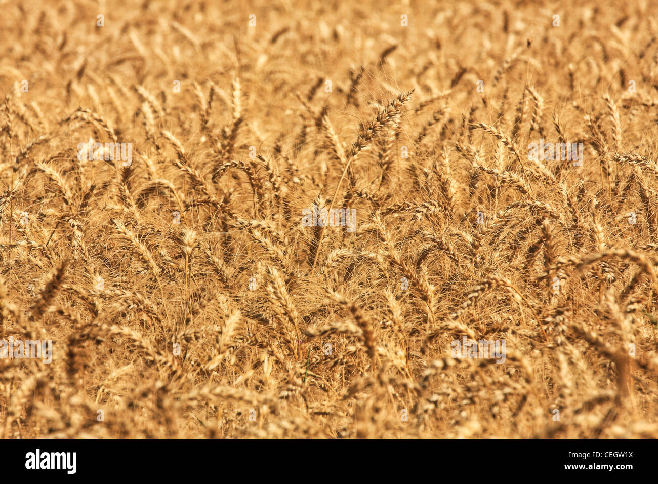 Golden wheat growth on the rural field in Israel Stock Photo - Alamy