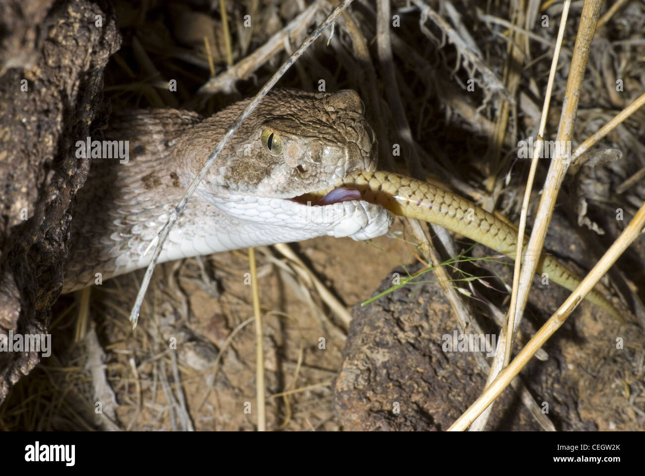Western Diamond-backed Rattlesnake, (Crotalus atrox) eating a Great ...