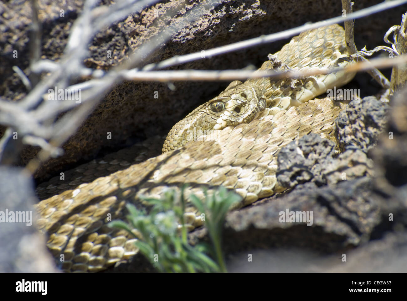Prairie Rattlesnake, (Crotalus viridis), laying out at a den in spring ...
