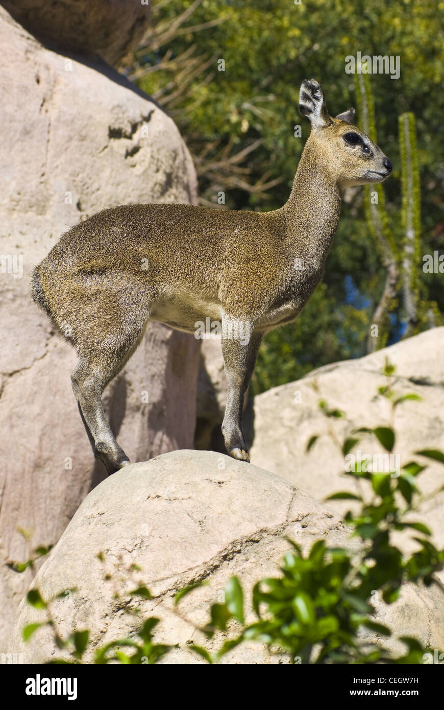 Klipspringer hi-res stock photography and images - Alamy