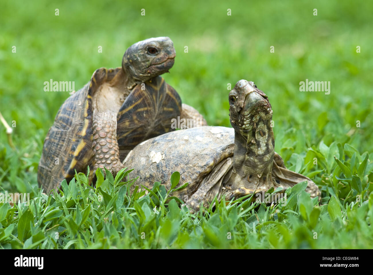 Turtle mating High Resolution Stock Photography and Images - Alamy