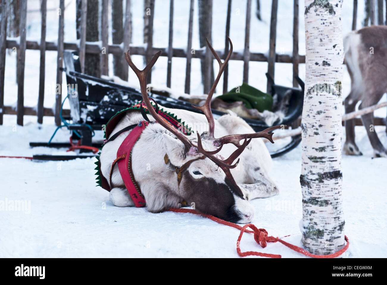 image with a white reindeer tied to a tree Stock Photo - Alamy