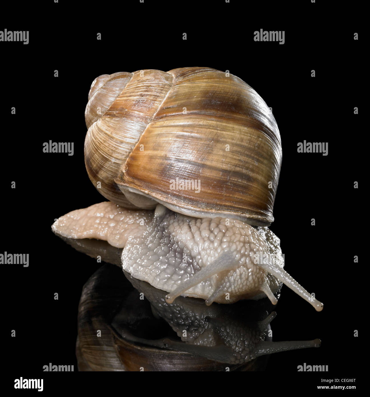 studio photography of a Grapevine snail creeping in black reflective ...