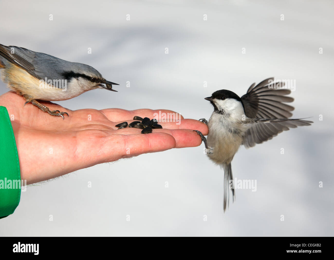 Nutcracker and chickadee on the human hand Stock Photo - Alamy