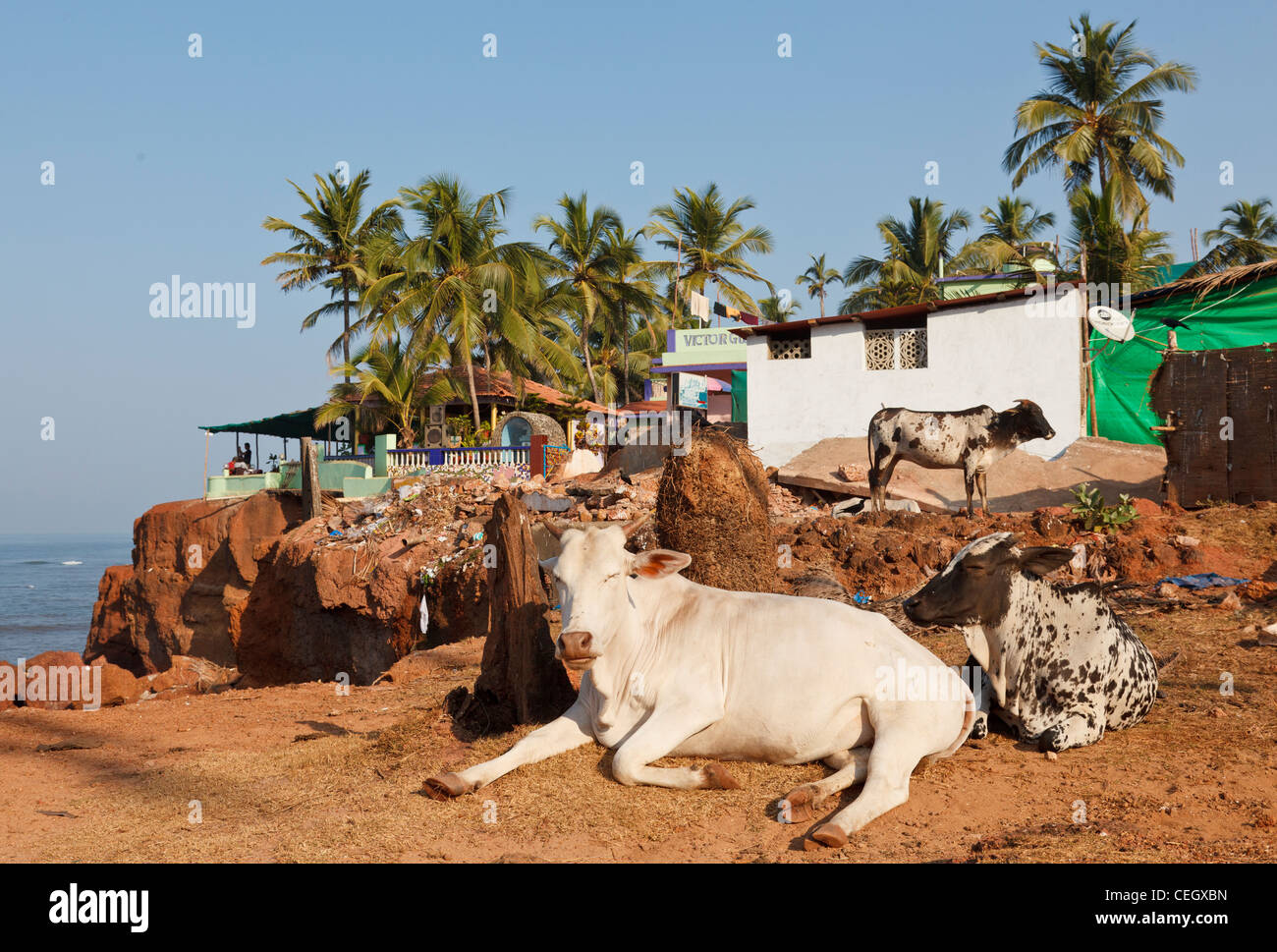 Cows resting on the top of the cliffs in Anjuna, Goa Stock Photo - Alamy