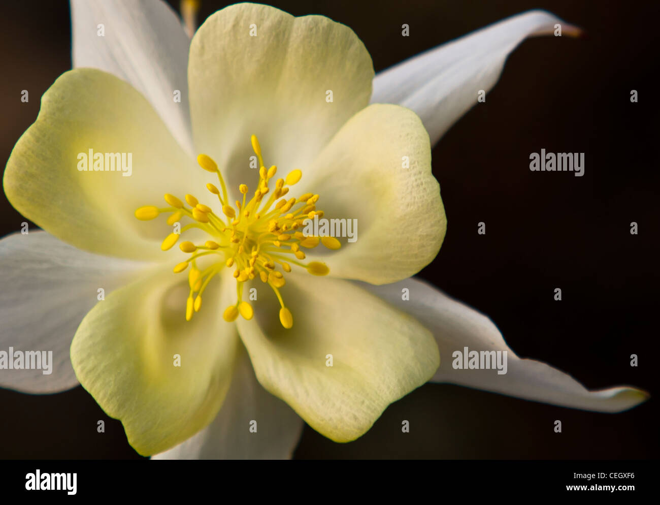 Columbine mckana hybrid hi-res stock photography and images - Alamy
