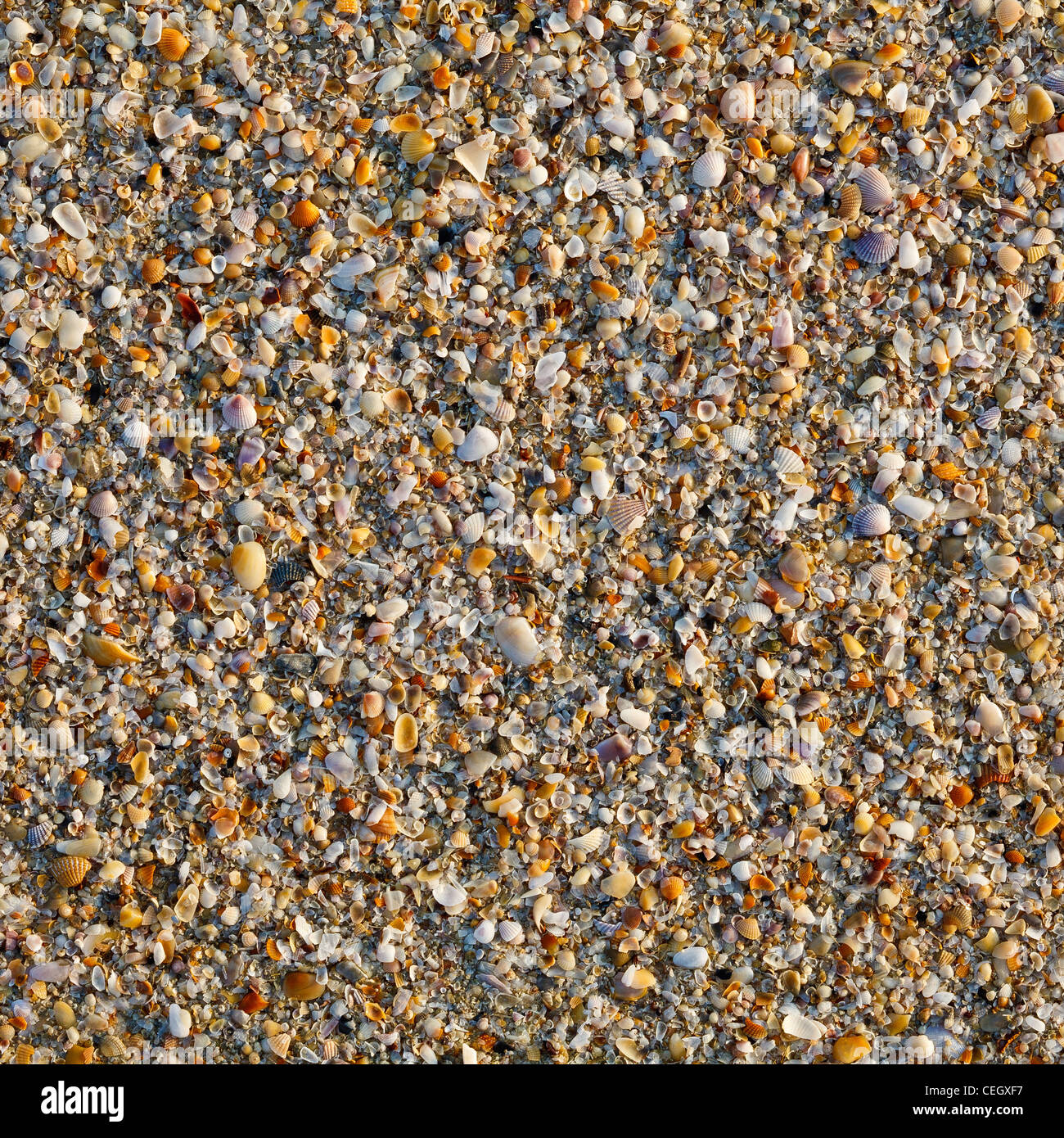 Colorful beach sand with lots of shells Stock Photo - Alamy