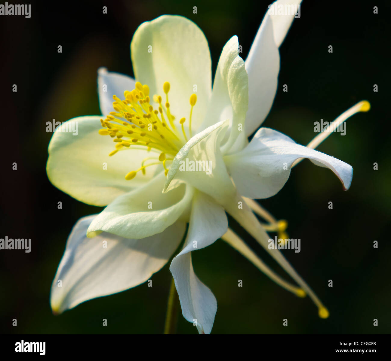 Columbine mckana hybrid hi-res stock photography and images - Alamy