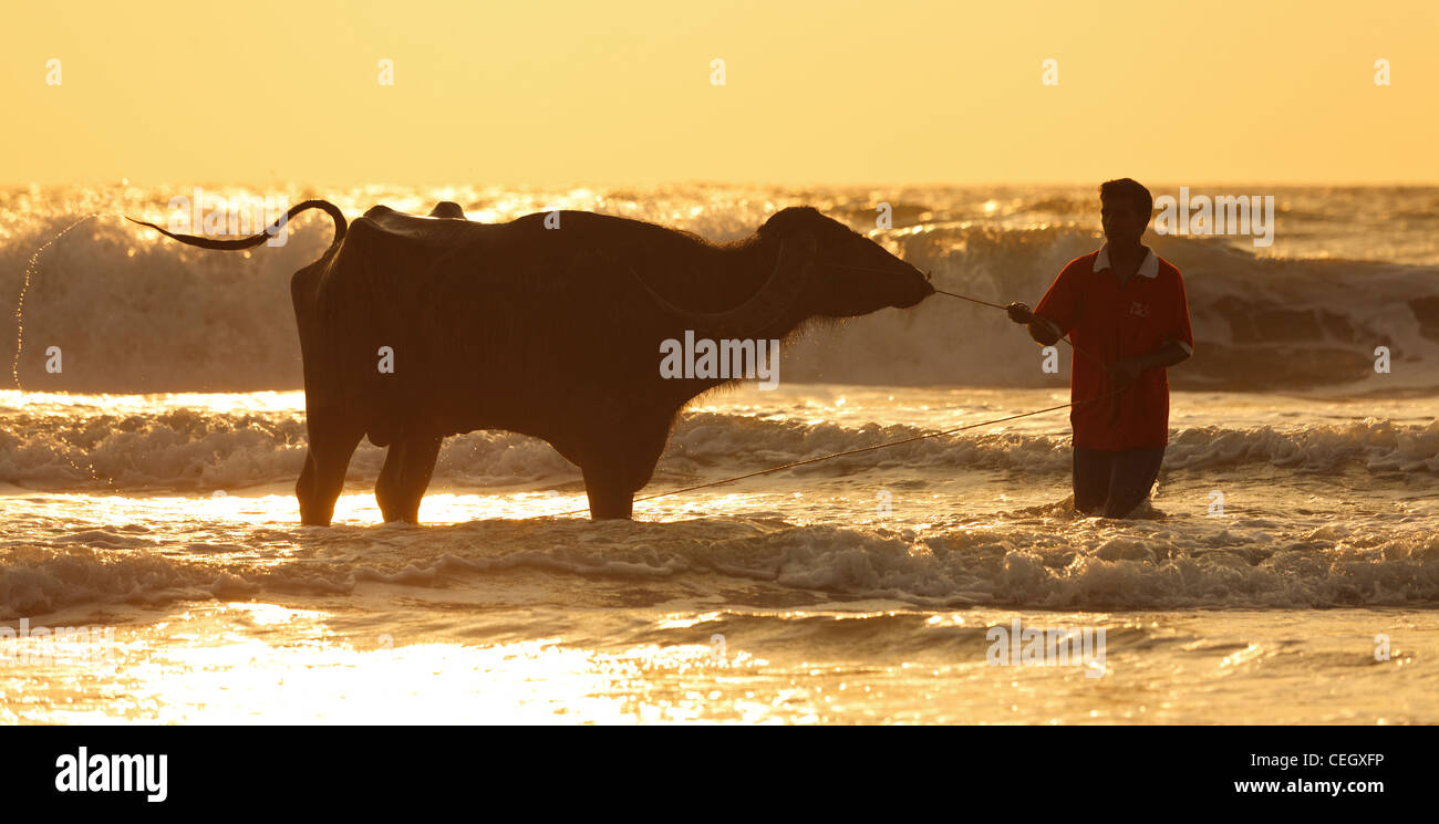 A man bathing his buffalo in the sea, Anjuna beach, Goa Stock Photo - Alamy