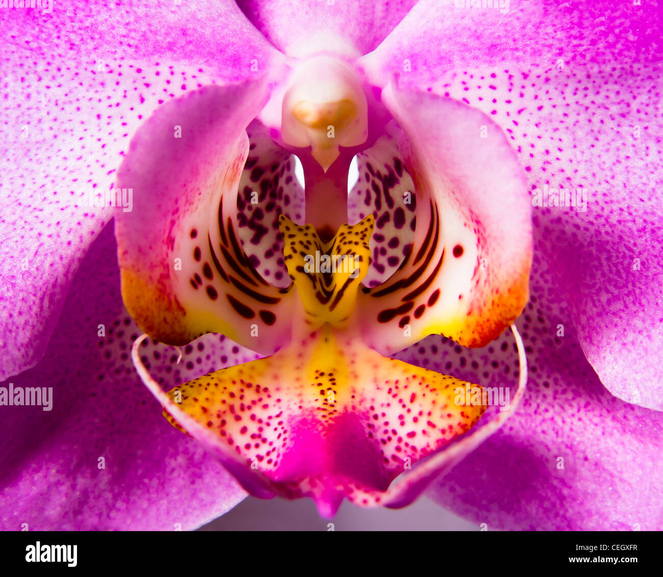 Phalaenopsis or Moth orchid Stock Photo - Alamy
