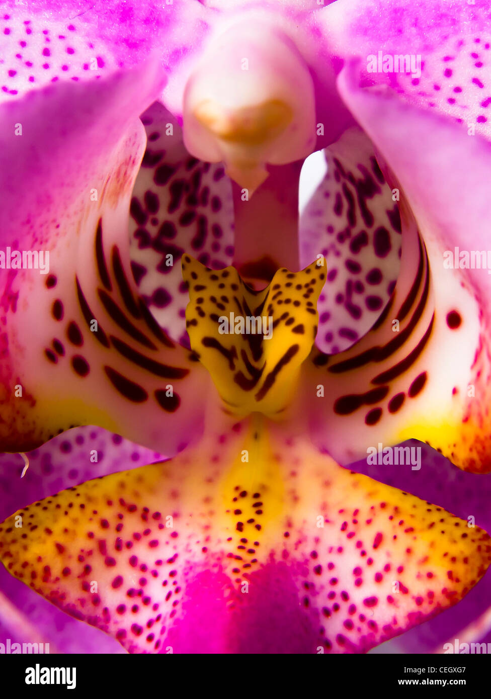 Phalaenopsis or Moth orchid Stock Photo - Alamy