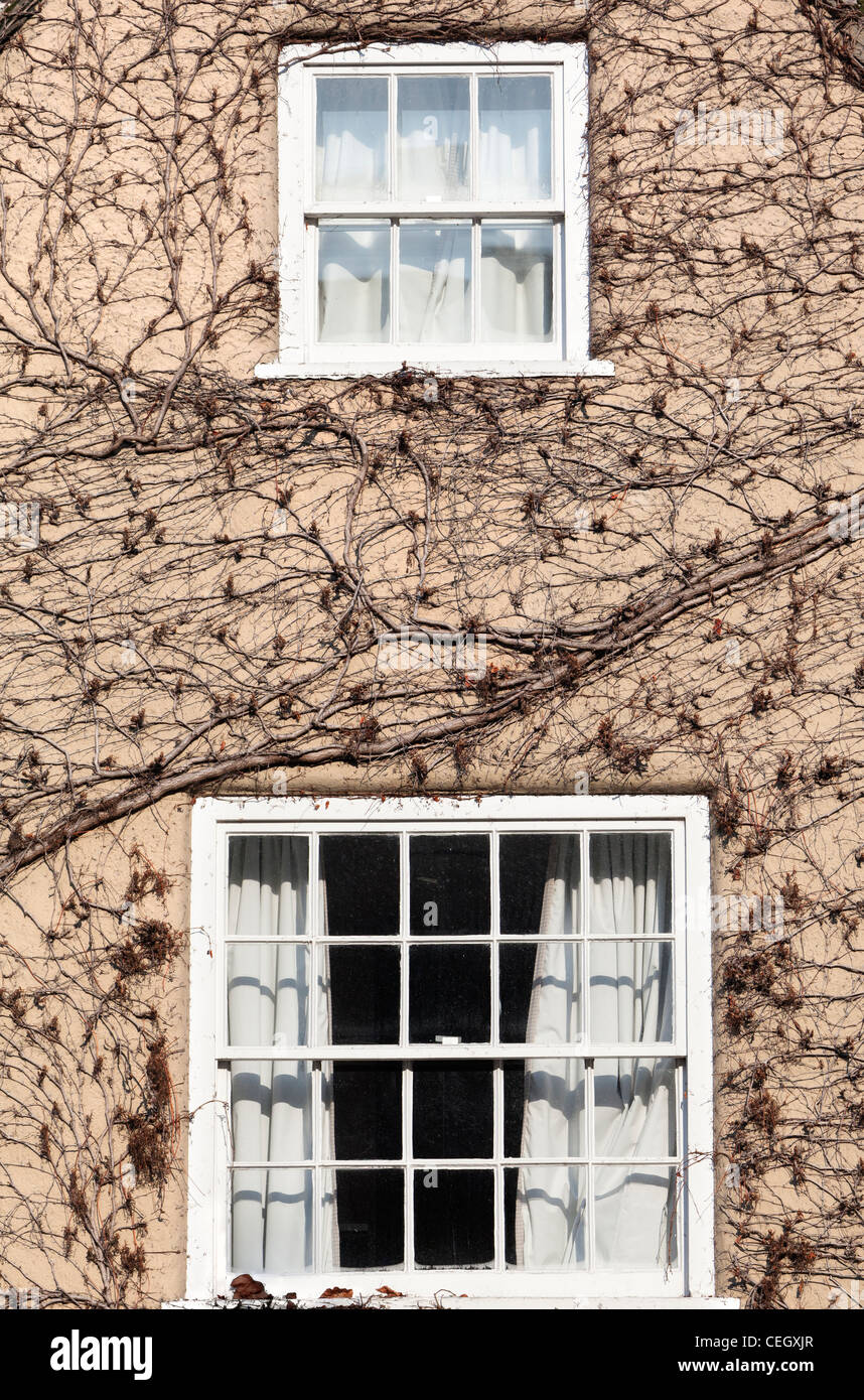 Ivy and window in winter 5, Broad Street Oxford Stock Photo - Alamy