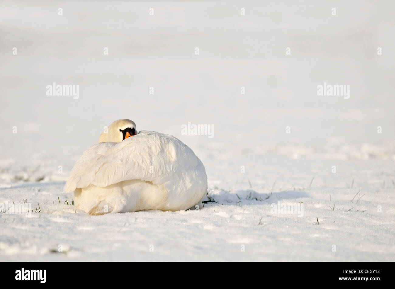 Resting swan swans sleeping hi-res stock photography and images - Alamy