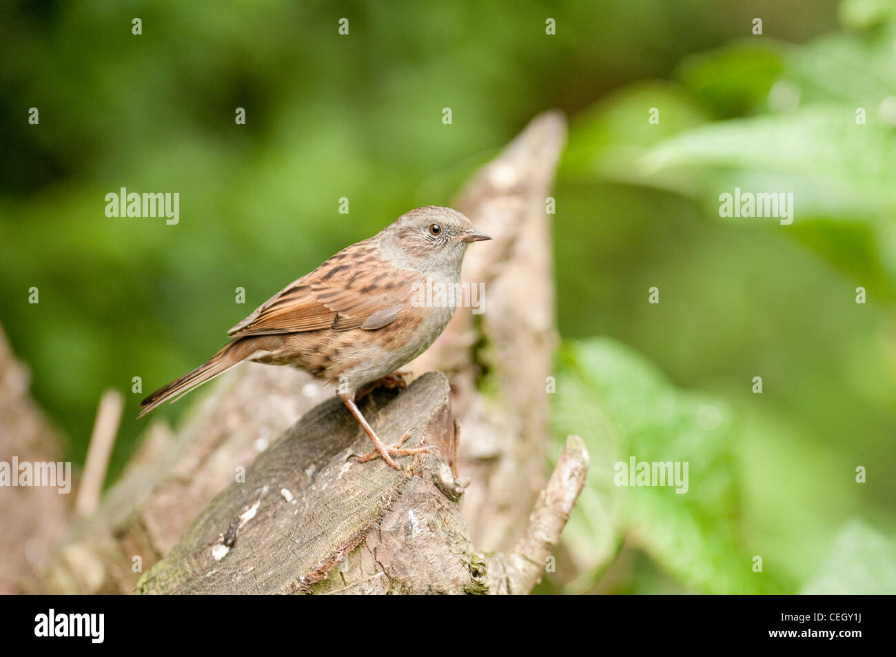 Dunnock Prunella modularis passerines, passeriforms Grey Songbird Bird ...