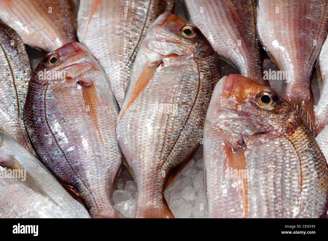 Fresh fish at the food market counter Stock Photo - Alamy