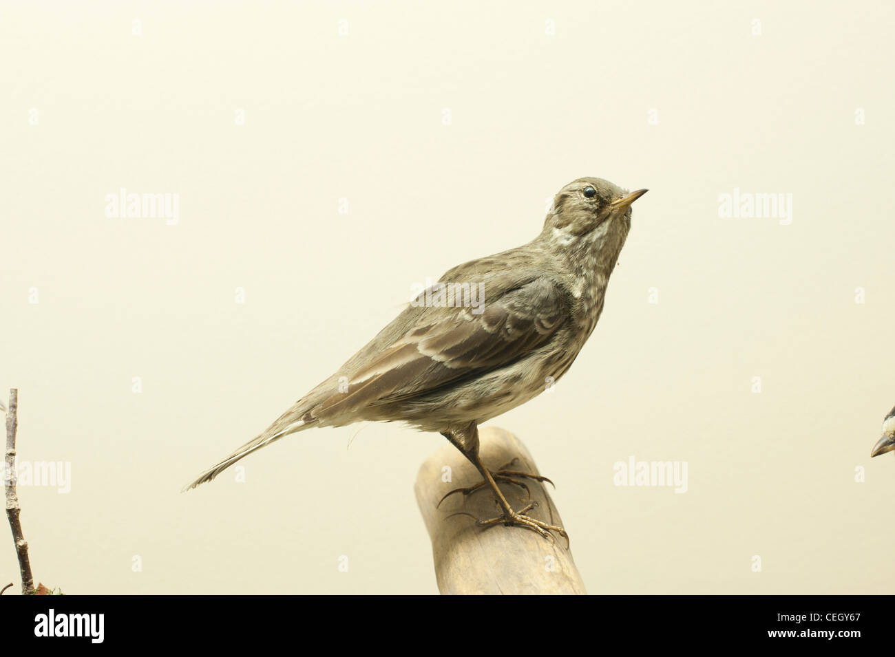 Rock Pipit Bird Stock Photo - Alamy