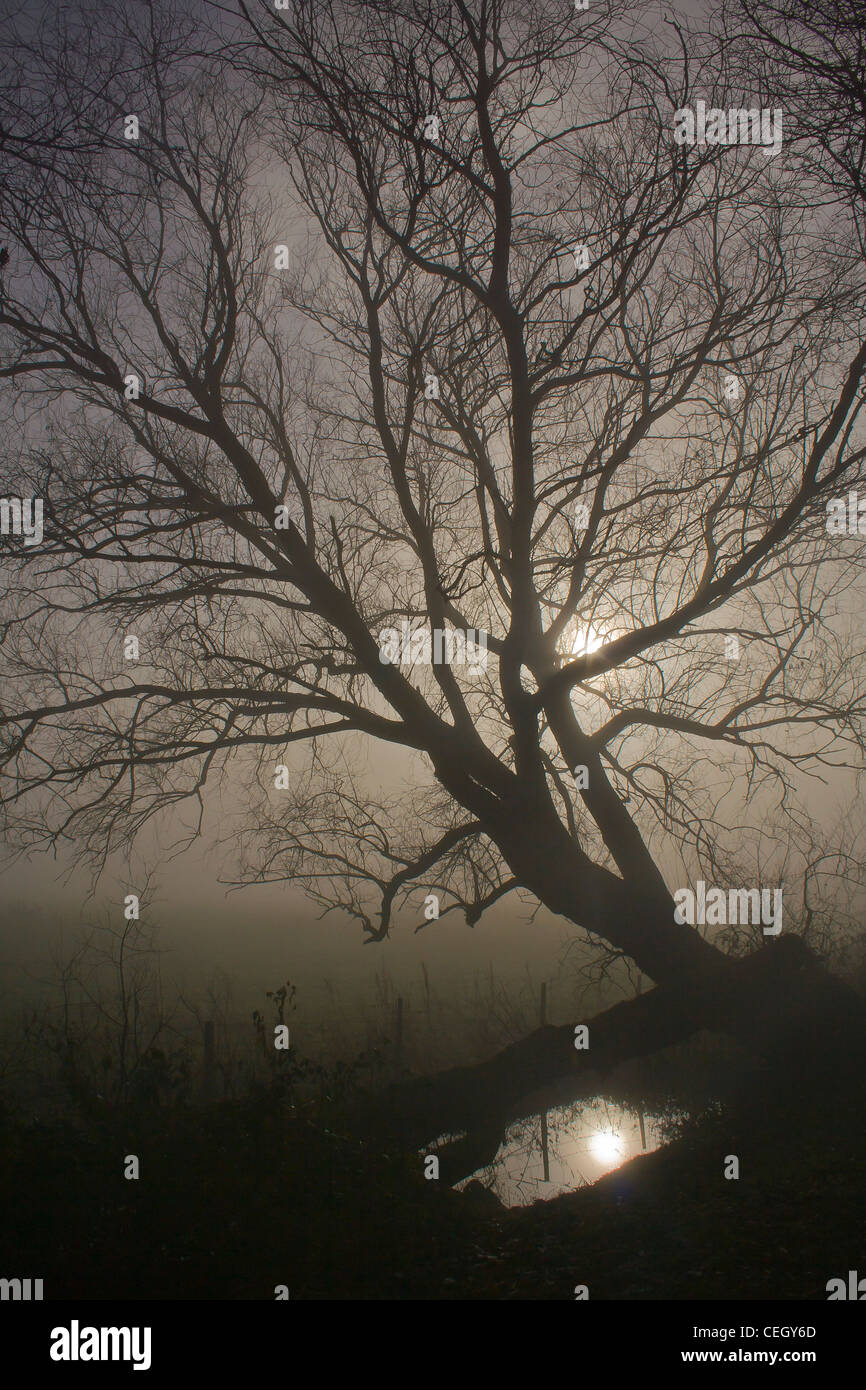 Tree in the mist Stock Photo - Alamy