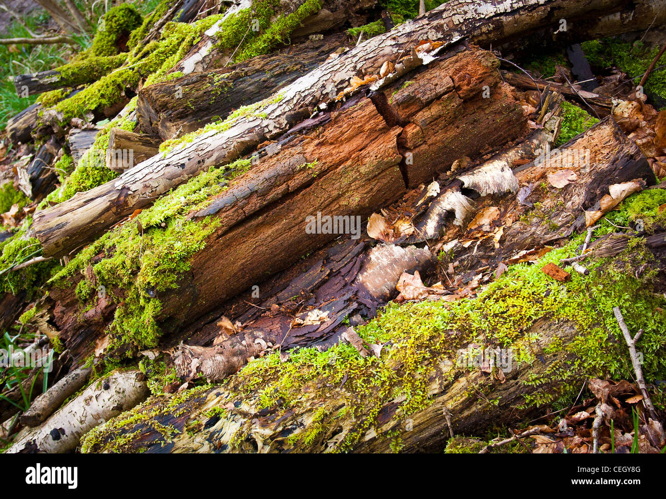 Lichens and moss - close up of decaying wood covered in moss and ...