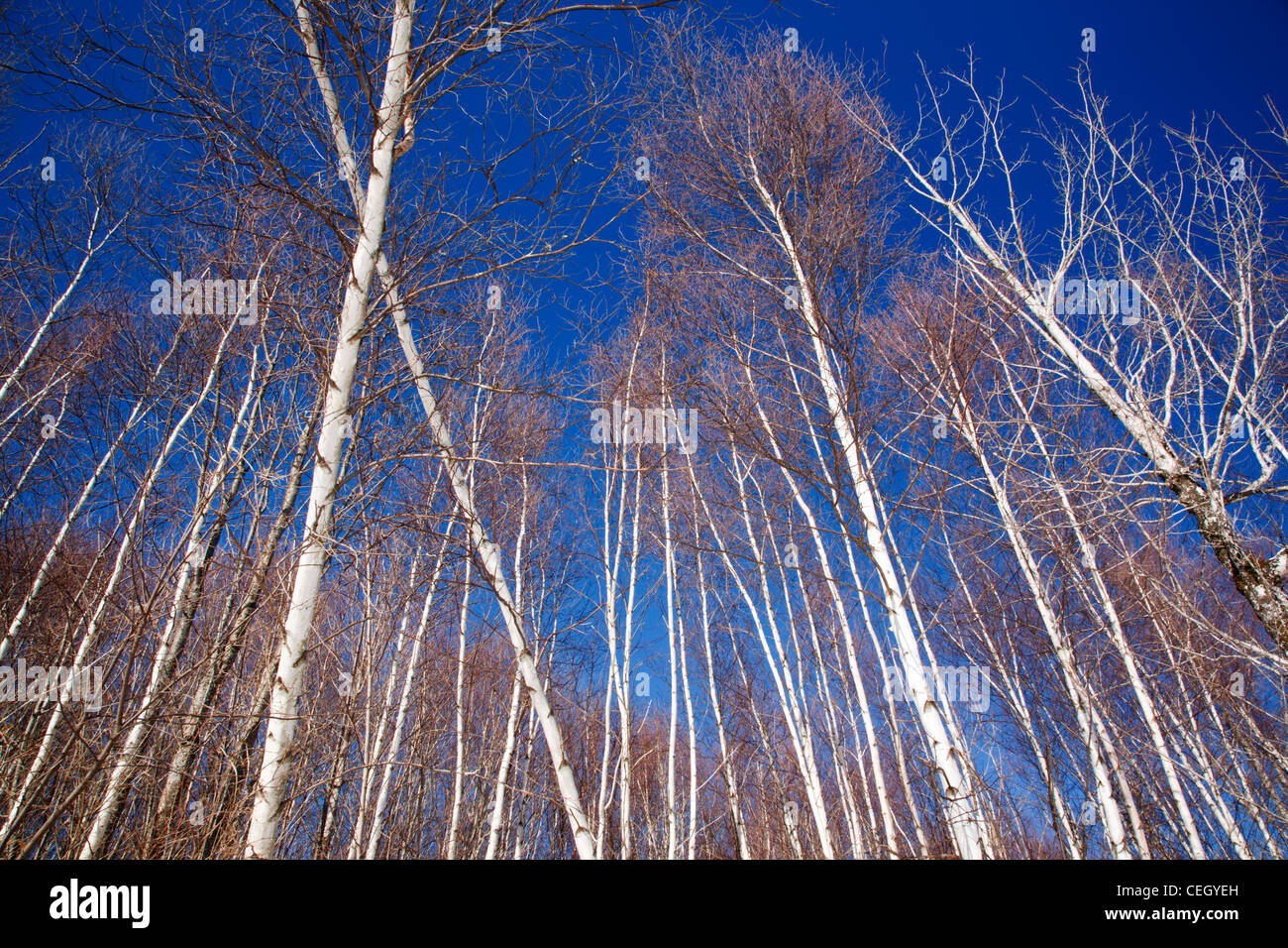 Canopy of birch forest in the White Mountain National Forest of New ...
