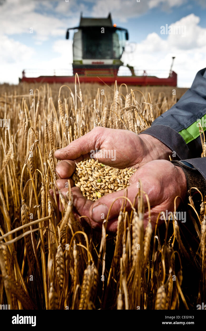 The farmer, holding the grain in the his hand, in front of the combine ...