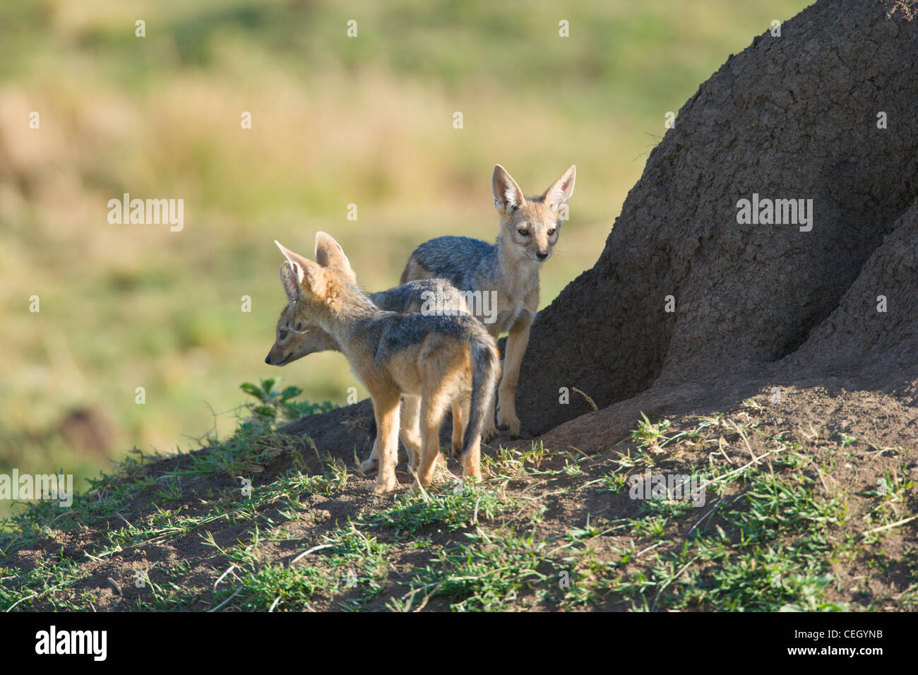 Two Black-backed Jackal pups, Canis mesomelas, playing together on the ...