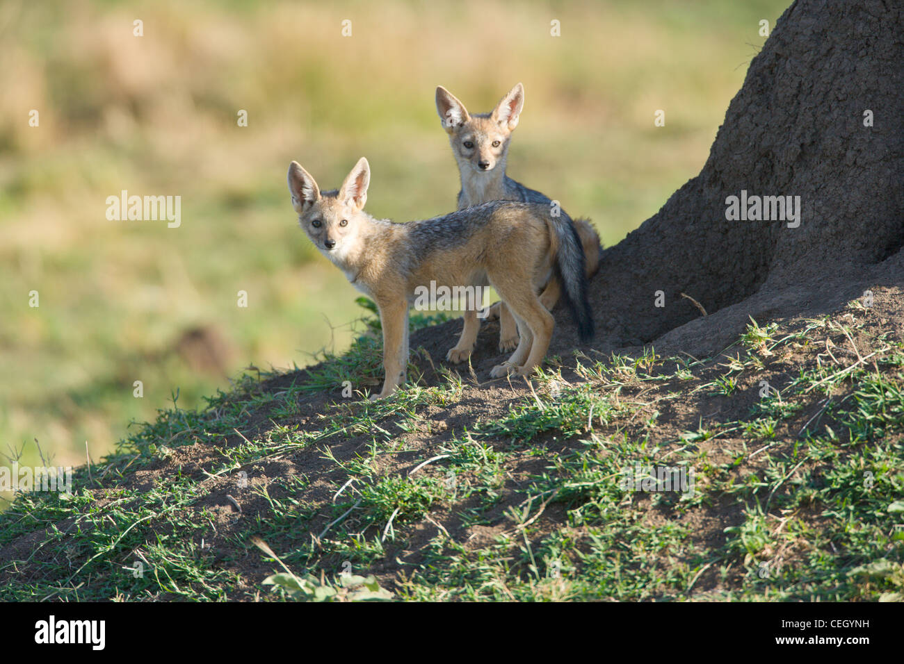 Two Black-backed Jackal pups, Canis mesomelas, playing together on the ...