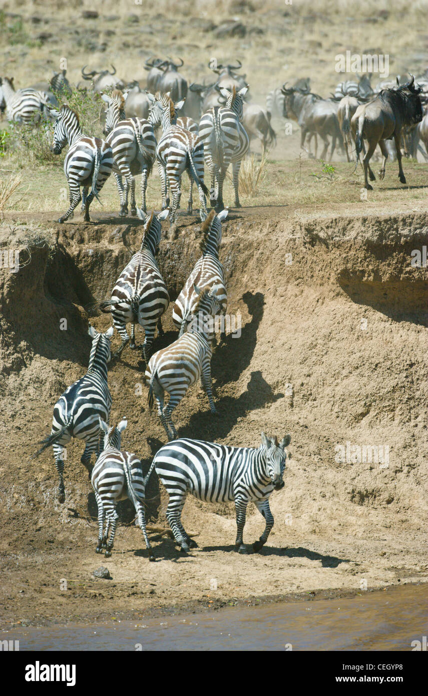 Zebra, Equus burchellii, climb the far bank of the Mara River, after ...