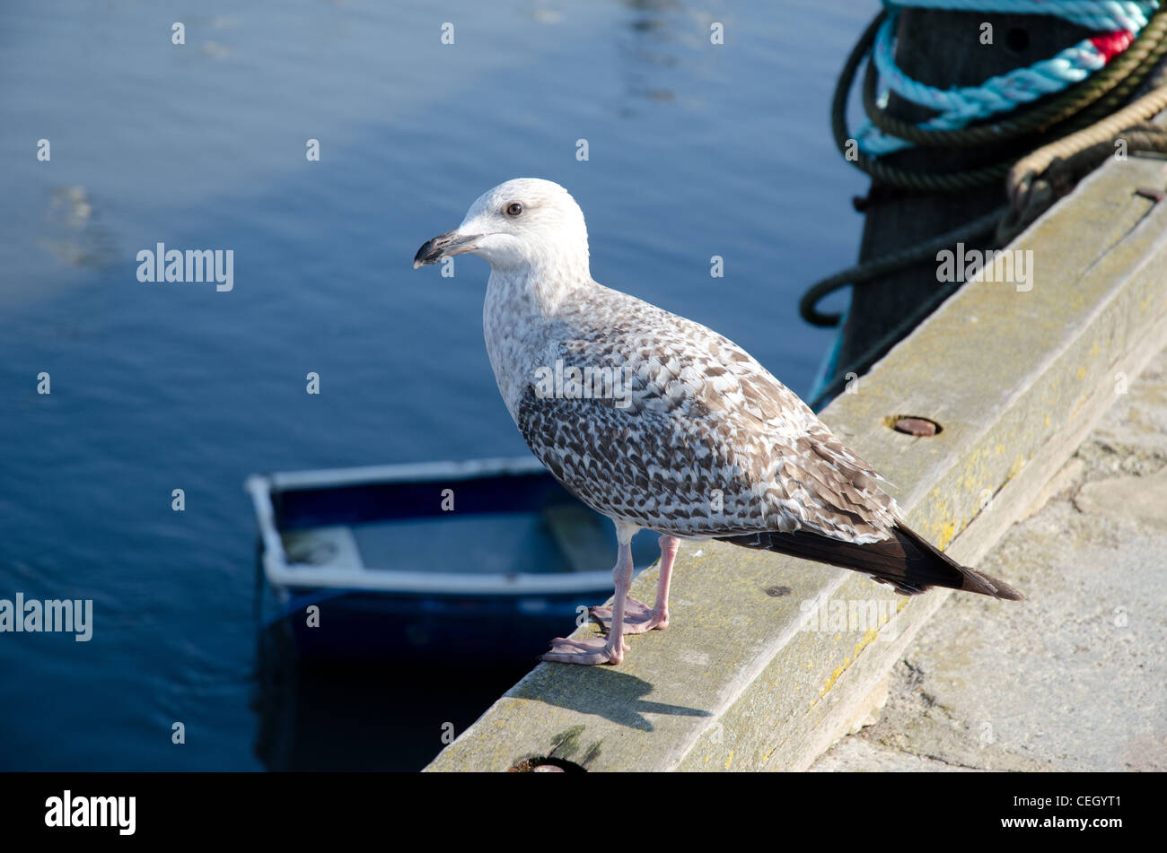 Young Seagull stood on a harbourside in th UK Stock Photo - Alamy