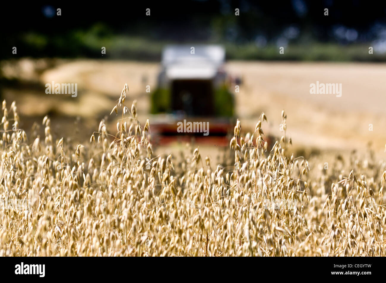 Harvesting oats in Hooley Stock Photo - Alamy