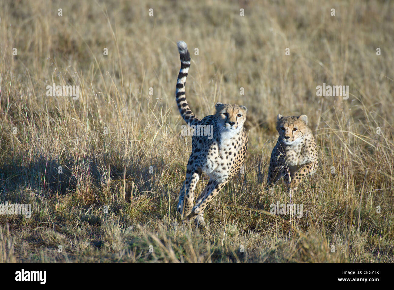 Baby cheetah running hi-res stock photography and images - Alamy