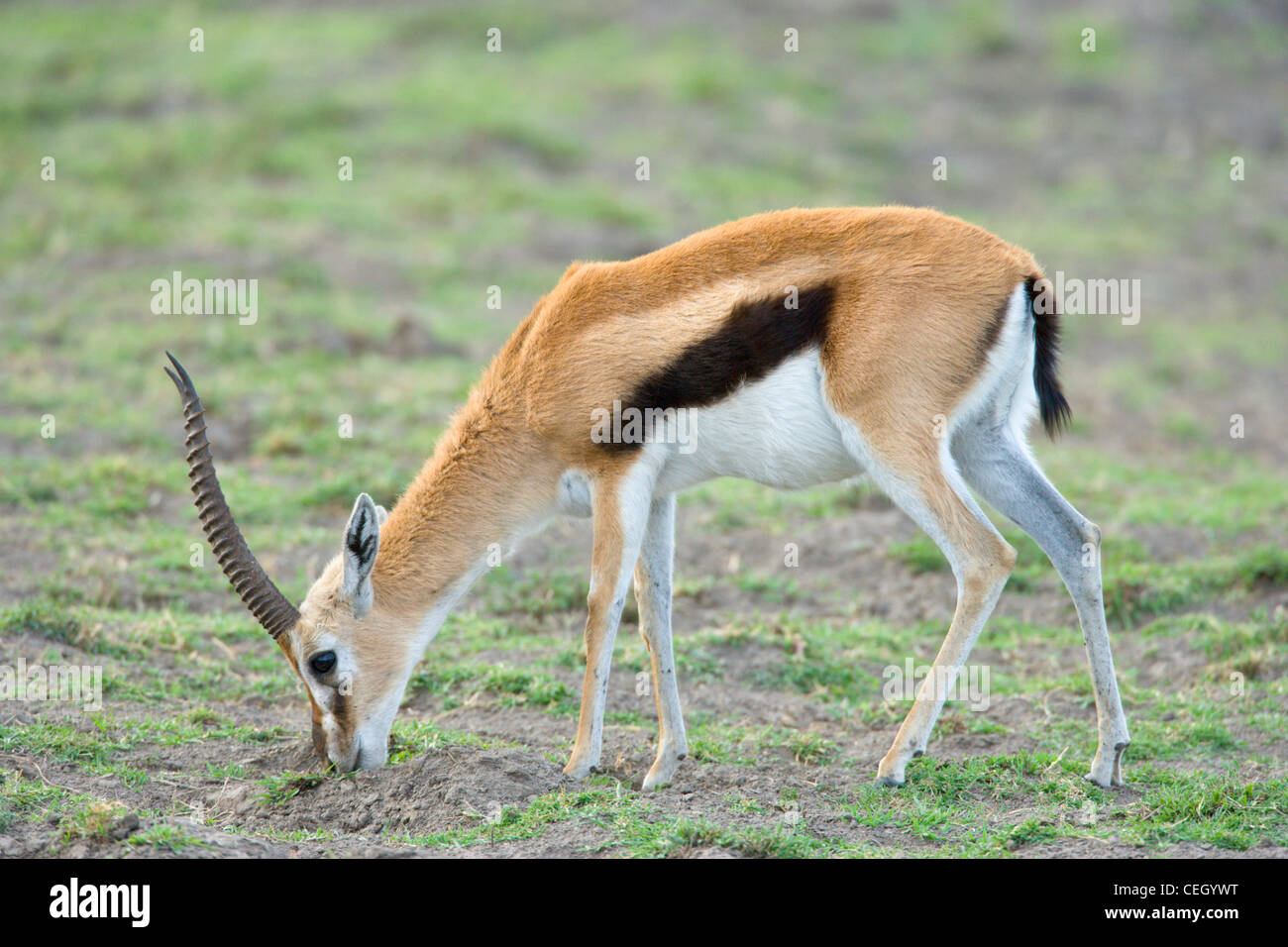 Male Thomson's Gazelle, Gazella thomsonii, eating, Masai Mara, Kenya ...